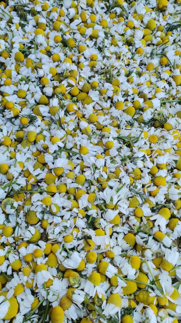 CHAMOMILE – Al Nada